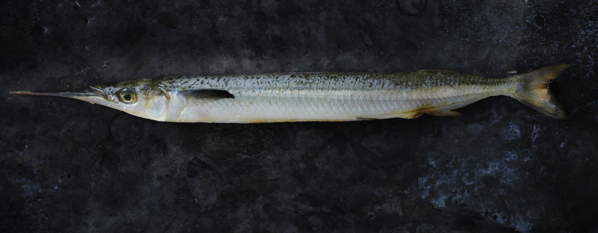 Southern Garfish | FRDC